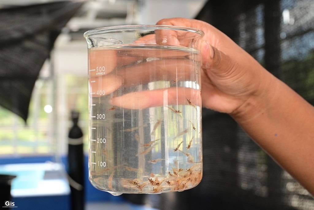 Sale of juvenile freshwater prawns launched at the Albion Fisheries and ...